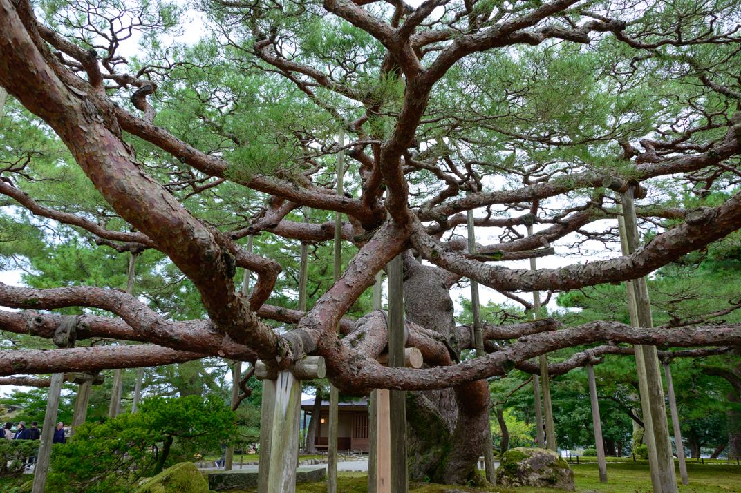 Yukitsuri at Kenroku-en | Smithsonian Photo Contest | Smithsonian Magazine
