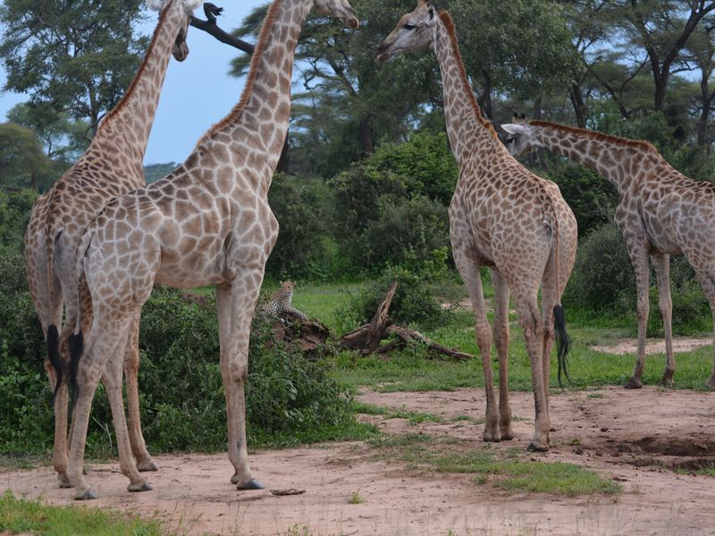 Giraffe's observing Leopard | Smithsonian Photo Contest | Smithsonian ...