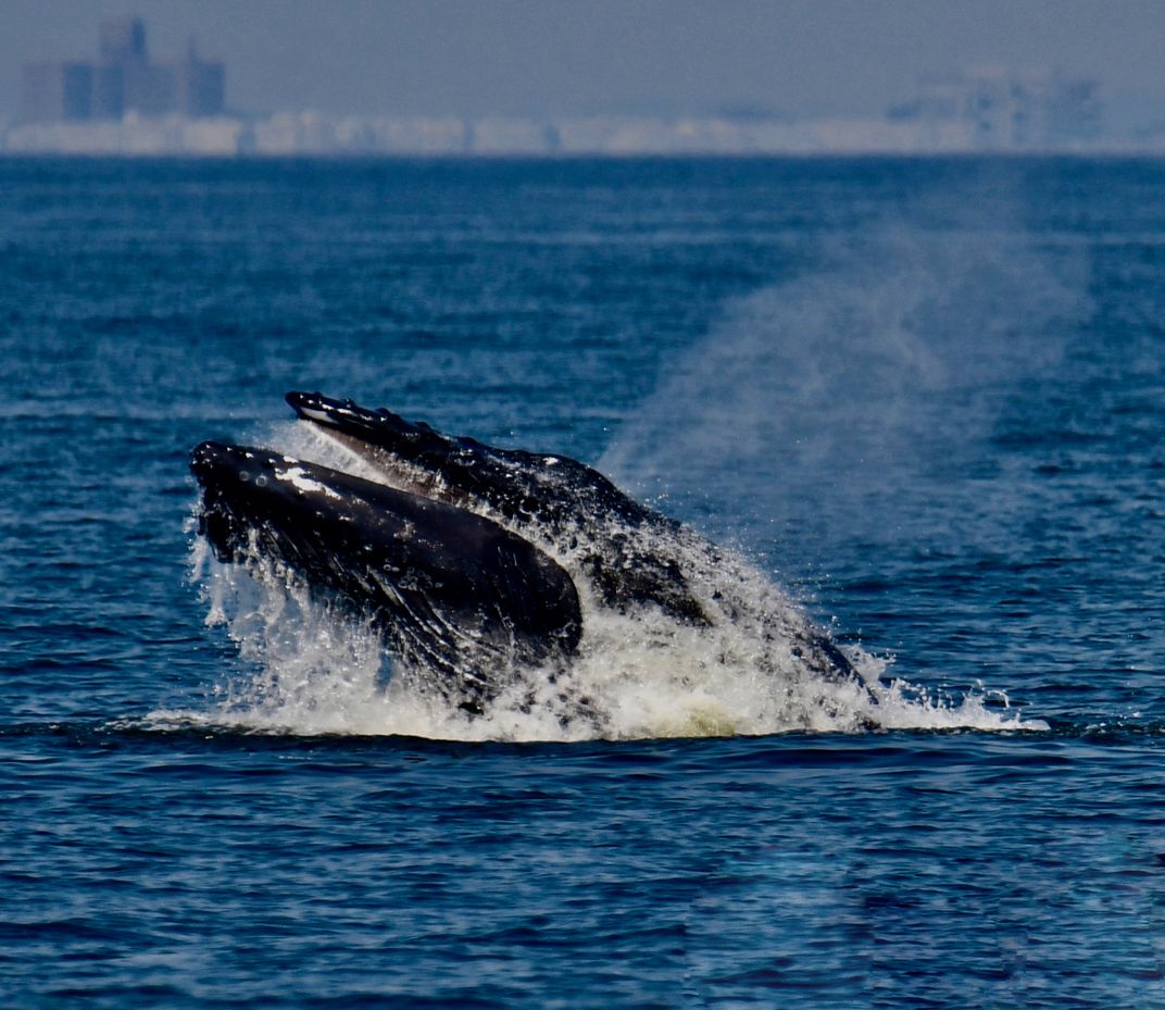 Humpback whale feeding | Smithsonian Photo Contest | Smithsonian Magazine