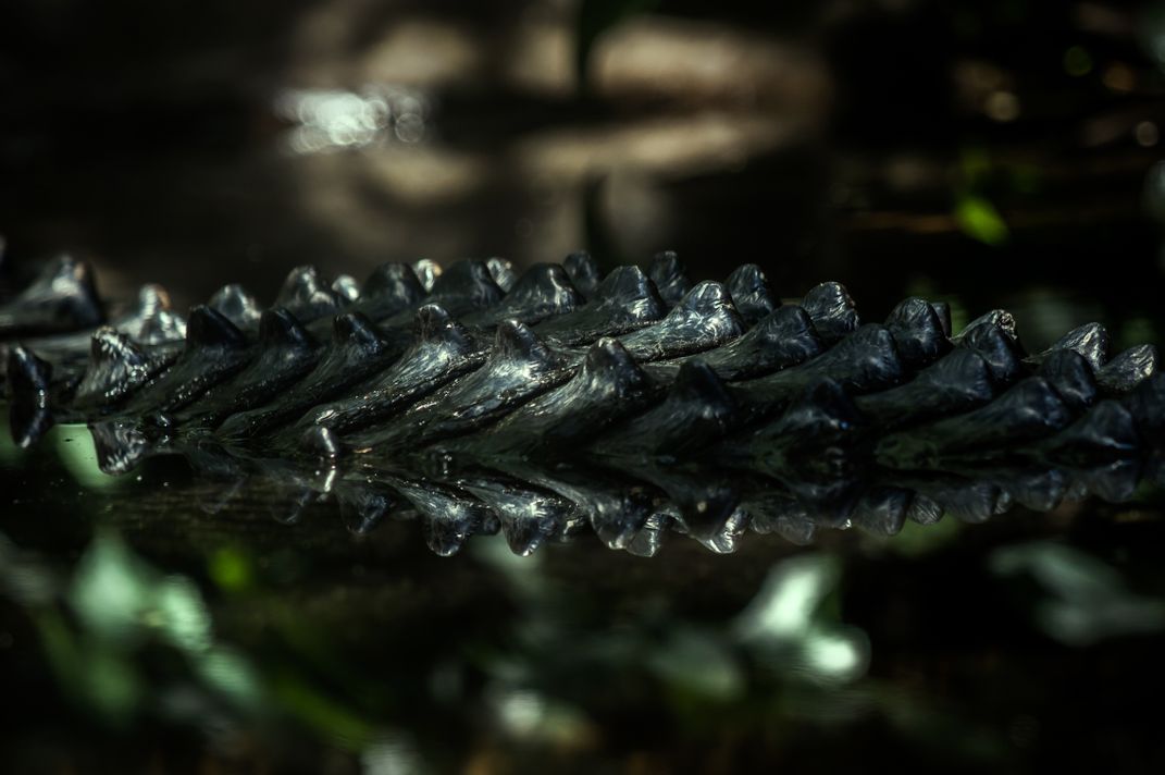 The back of an alligator skimming the water's surface. | Smithsonian ...