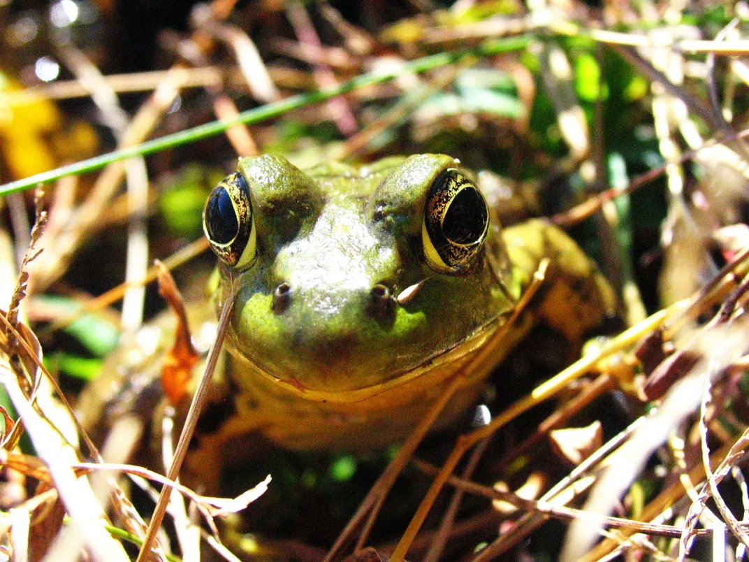 Closeup of a frog | Smithsonian Photo Contest | Smithsonian Magazine