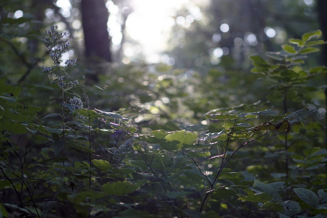 Morning light and plants | Smithsonian Photo Contest | Smithsonian Magazine