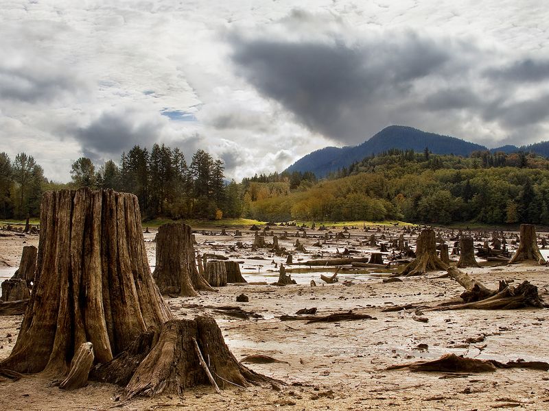 Tree stumps near Alder Lake, Washington | Smithsonian Photo Contest ...