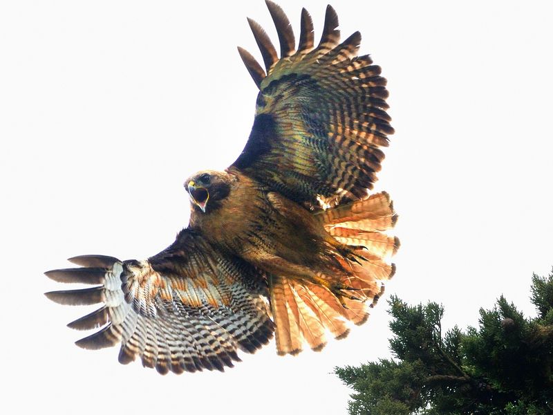 Angry Red-tailed Hawk! | Smithsonian Photo Contest | Smithsonian Magazine