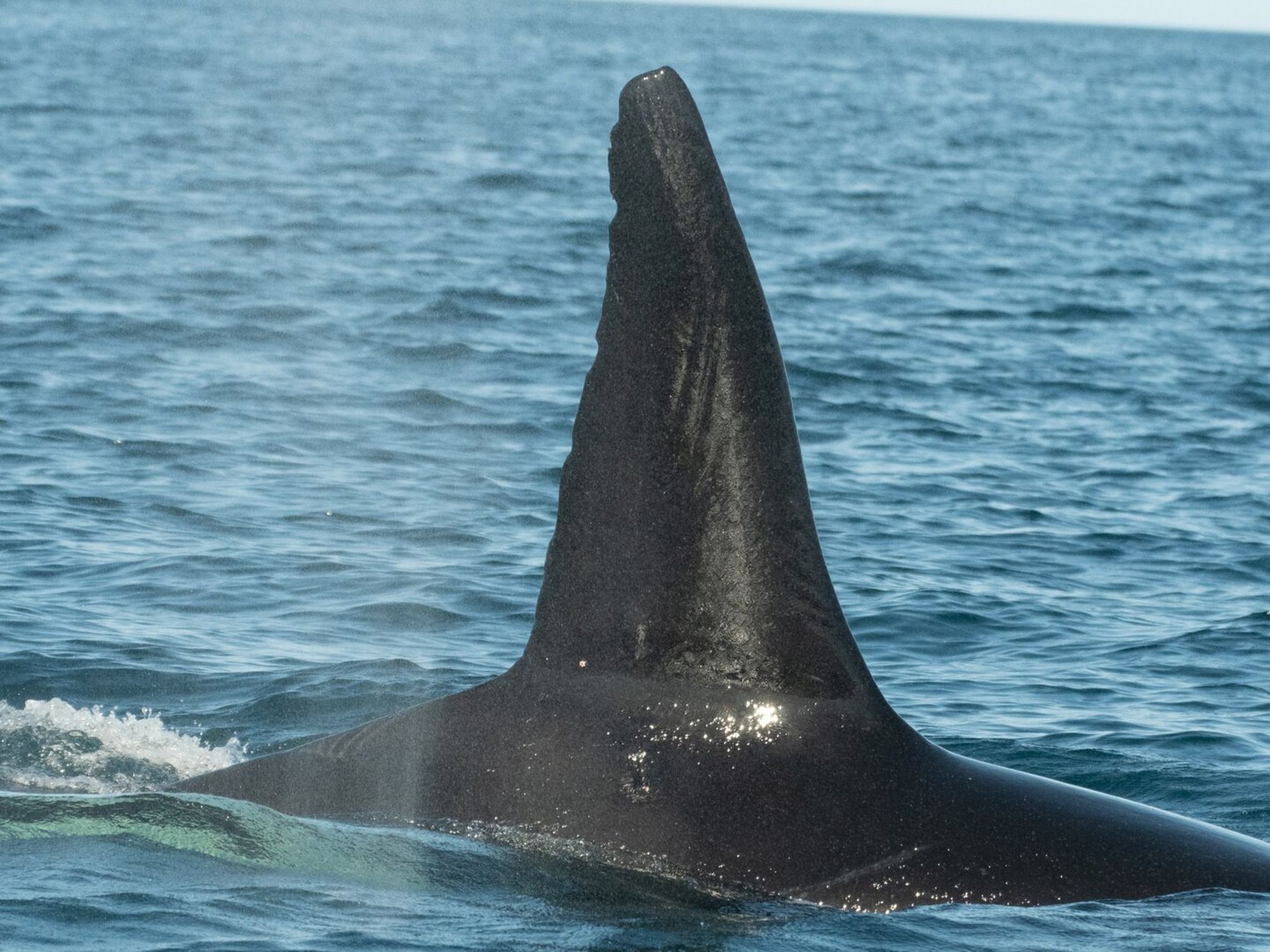 A Pod of Orcas Learned to Target and Feast on Whale Sharks, the Largest ...