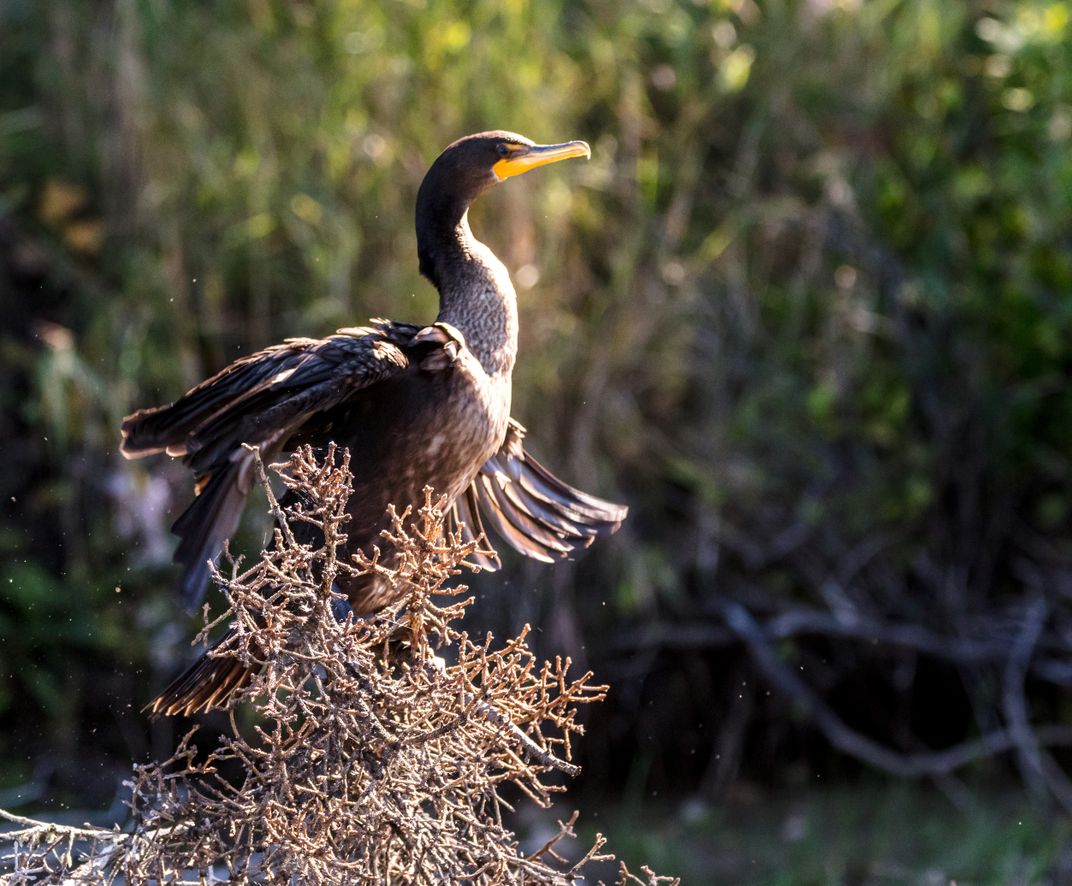 A cormorant preening in the sun. | Smithsonian Photo Contest ...