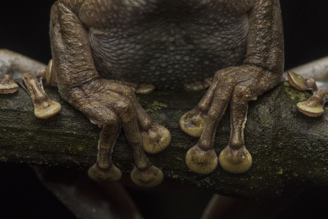 Frog Toes Smithsonian Photo Contest Smithsonian Magazine