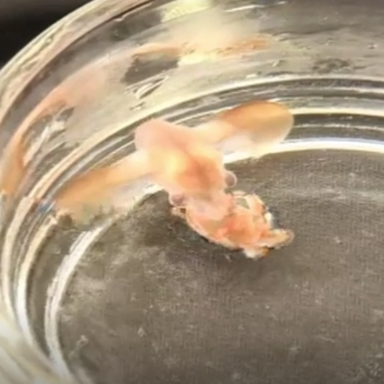 Dumbo Octopus Eggs Octopus Reproduction: Birth, Life, Death And Birth