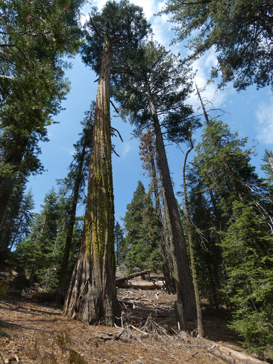 les sequoias géants | Smithsonian Photo Contest | Smithsonian Magazine
