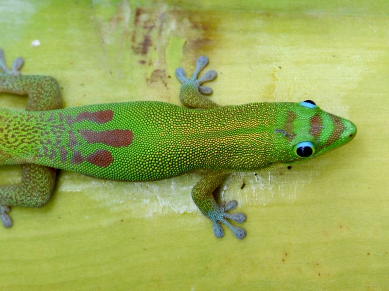 infraorder Gekkota | Smithsonian Photo Contest | Smithsonian Magazine