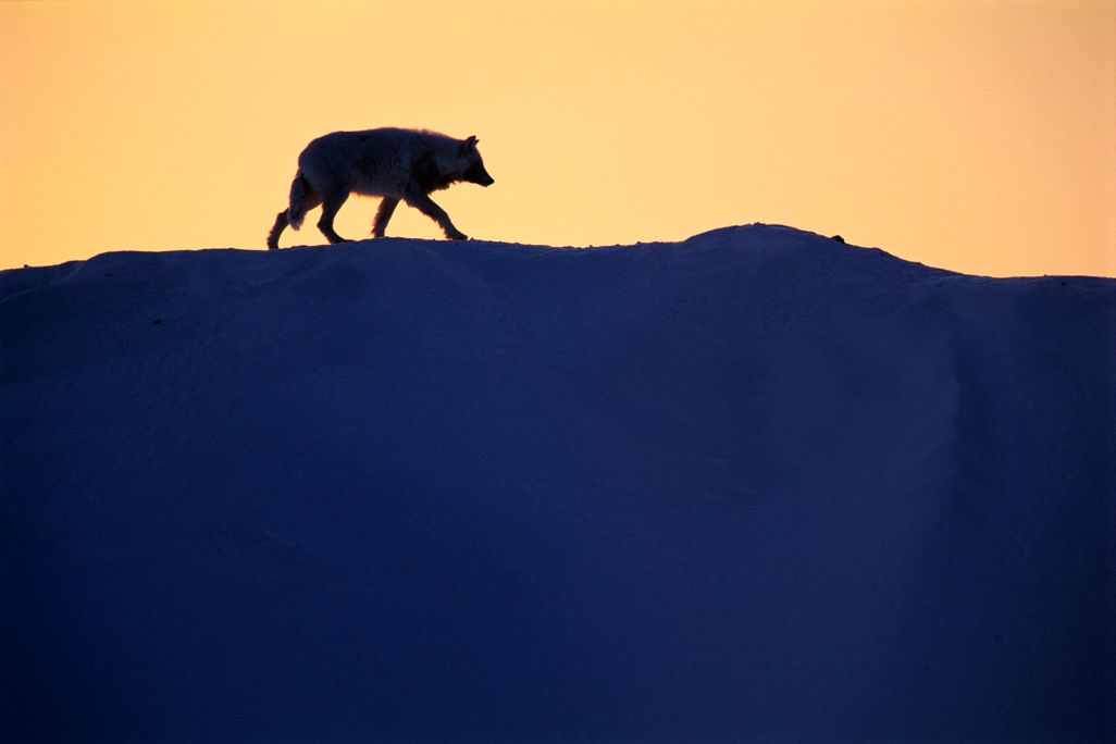 lone wolf description