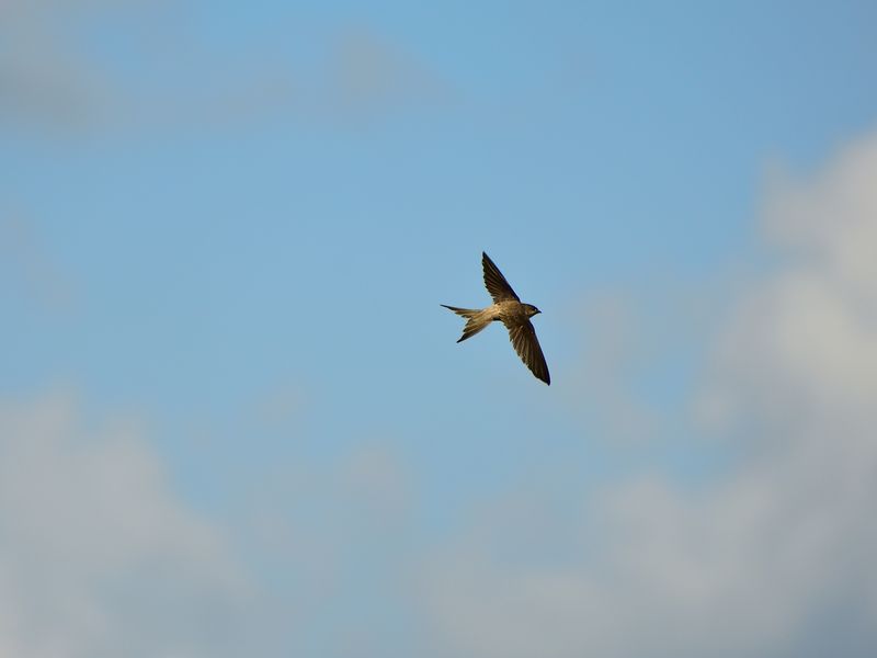 A swift bird on flight | Smithsonian Photo Contest | Smithsonian Magazine