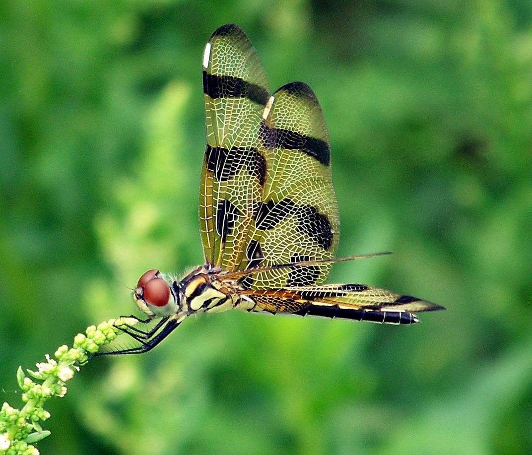 The Wings of a Halloween Pennant Dragonfly | Smithsonian Photo Contest ...