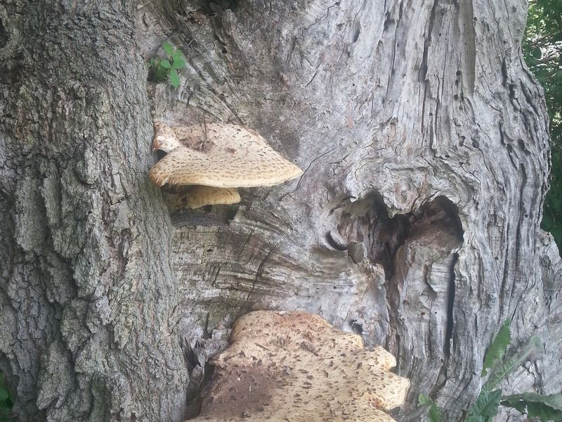 Fun Fungi | Smithsonian Photo Contest | Smithsonian Magazine