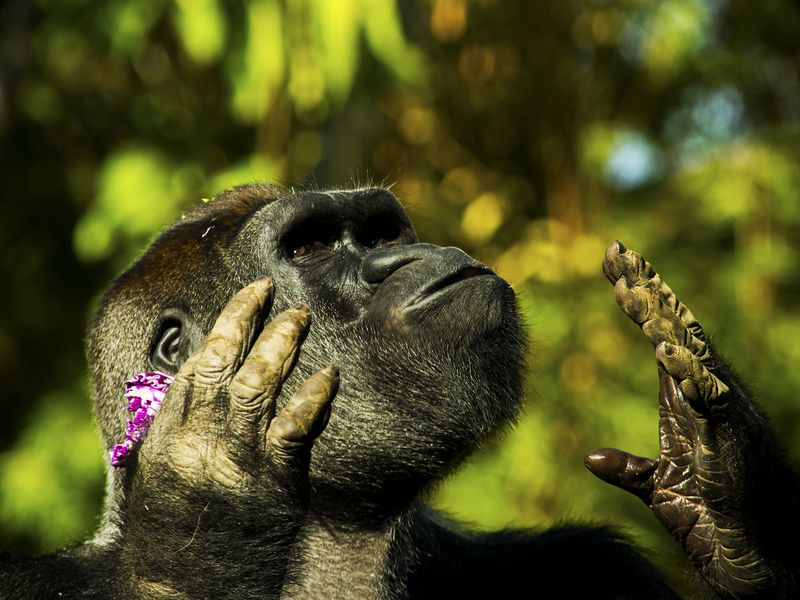Gorilla Expressions | Smithsonian Photo Contest | Smithsonian Magazine