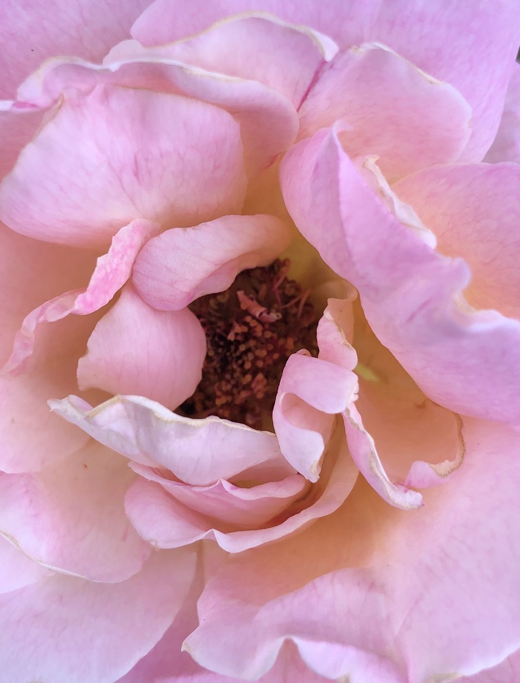 Ruffled Pink Rose | Smithsonian Photo Contest | Smithsonian Magazine