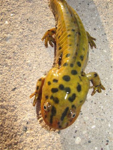 do salamanders need water