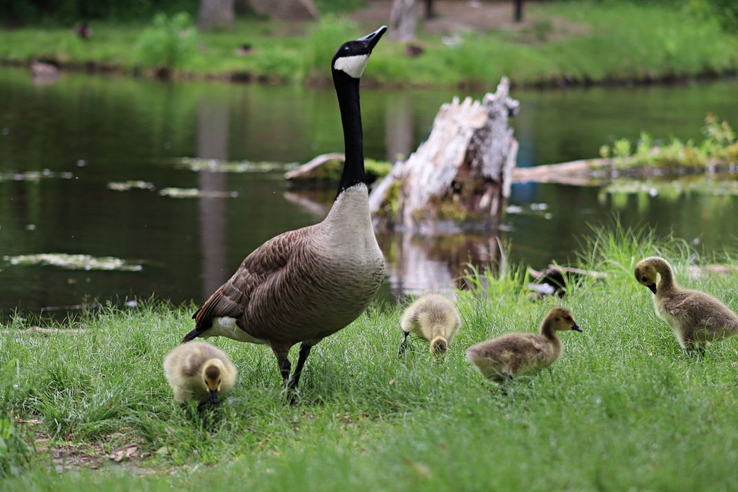Standing Proud Mother Goose | Smithsonian Photo Contest | Smithsonian ...