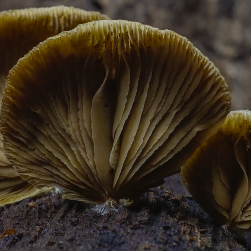 Mexican Albino Mushrooms