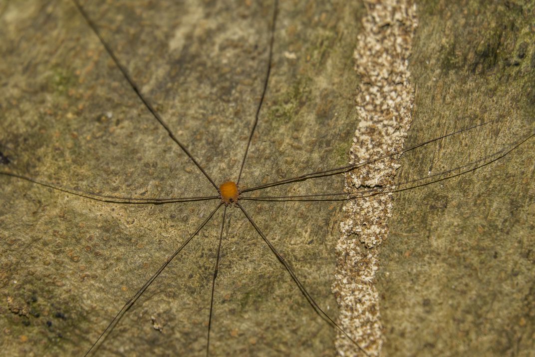 harvestman spider | Smithsonian Photo Contest | Smithsonian Magazine