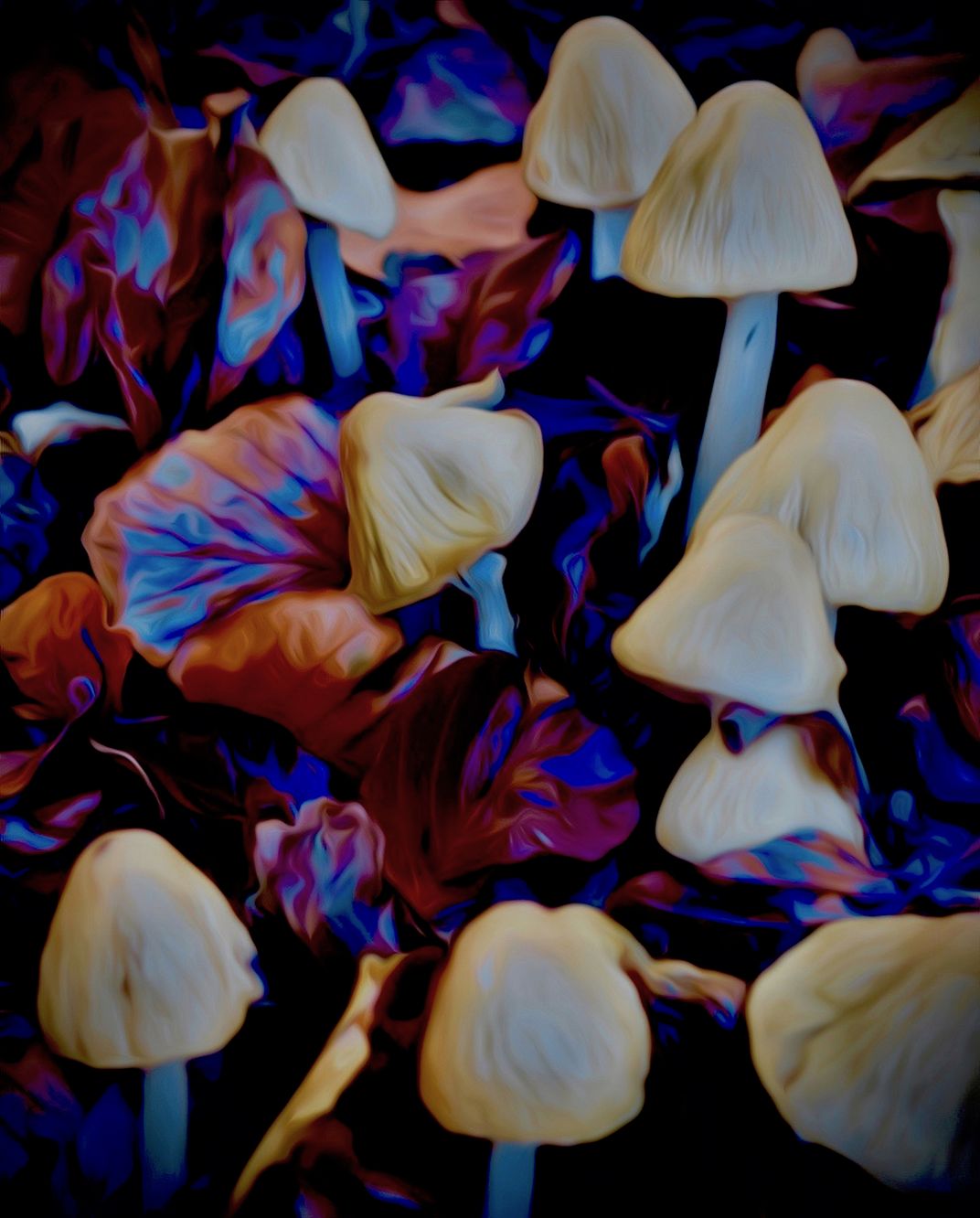 Magical Mushrooms | Smithsonian Photo Contest | Smithsonian Magazine