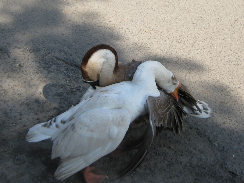 Fighting Swans | Smithsonian Photo Contest | Smithsonian Magazine