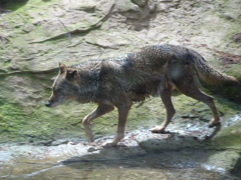LOBO FEROZ | Smithsonian Photo Contest | Smithsonian Magazine