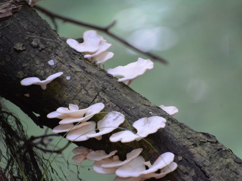 Fungus on a Branch | Smithsonian Photo Contest | Smithsonian Magazine