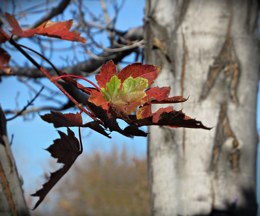 Autumn Departs... | Smithsonian Photo Contest | Smithsonian Magazine