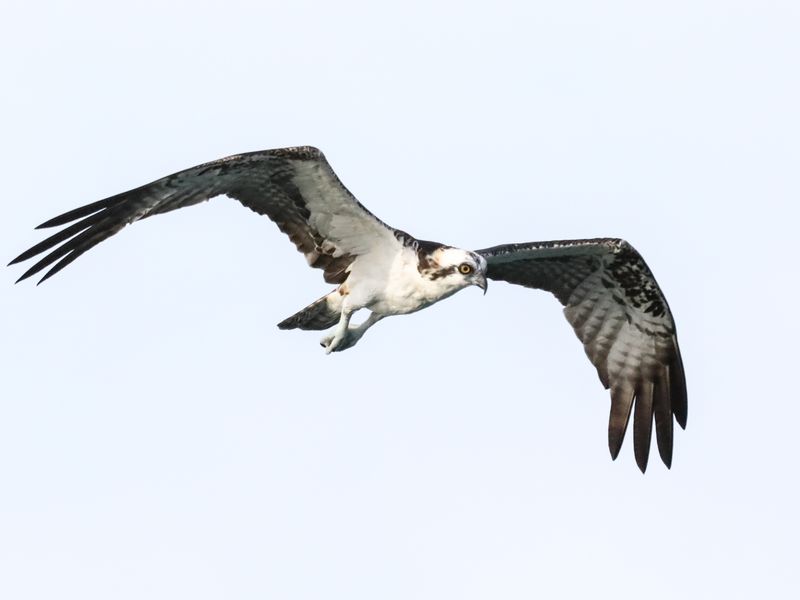 Raptor hunting for fish | Smithsonian Photo Contest | Smithsonian Magazine