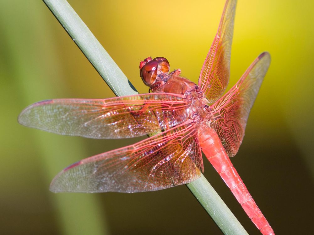 finding dragonfly wings