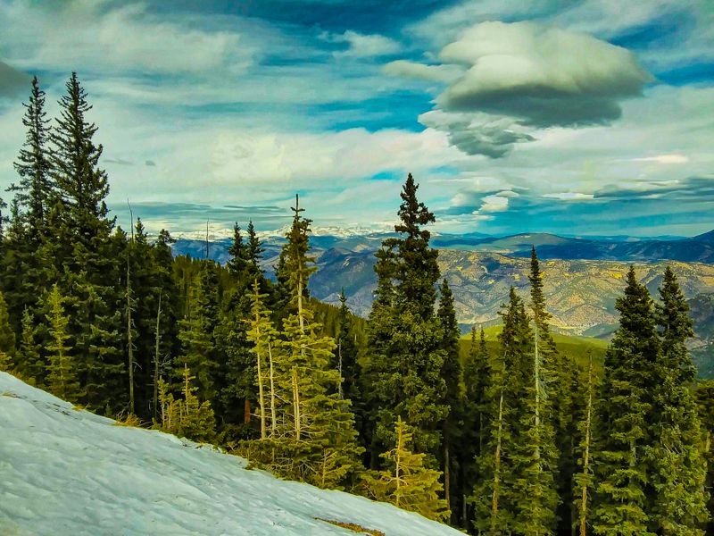 Evergreens on mountain | Smithsonian Photo Contest | Smithsonian Magazine