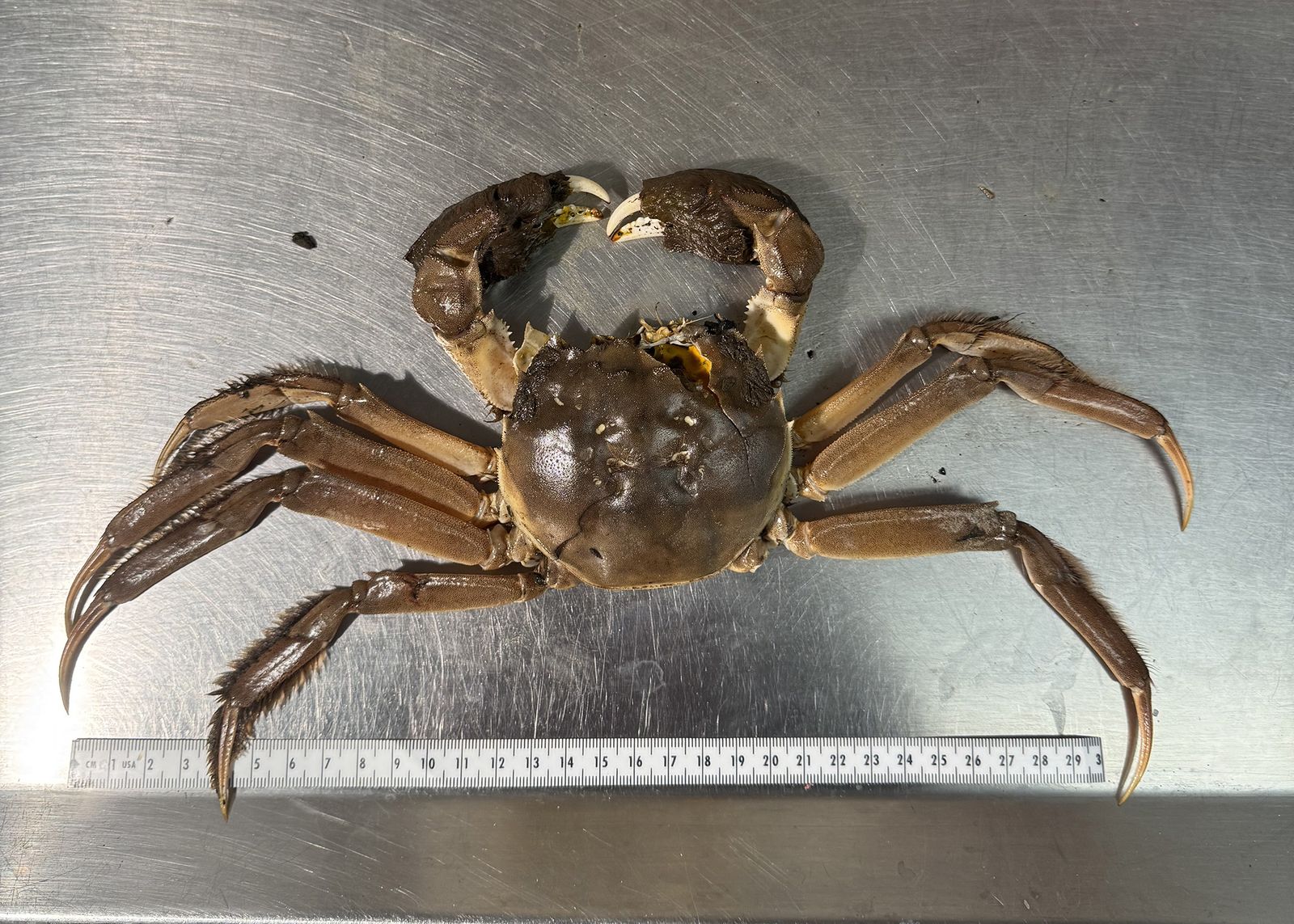 Invasive Crab With Furry, Mitten-Like Claws Detected for the First Time ...