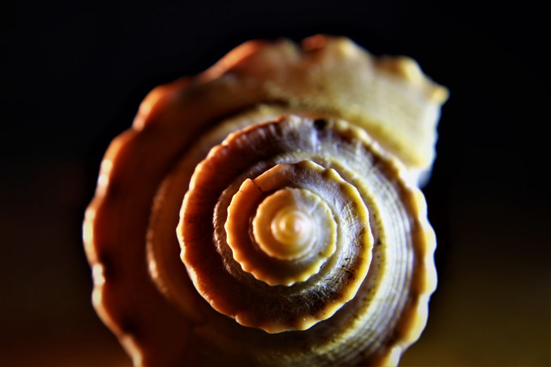 The Architect's Spiral | Smithsonian Photo Contest | Smithsonian Magazine