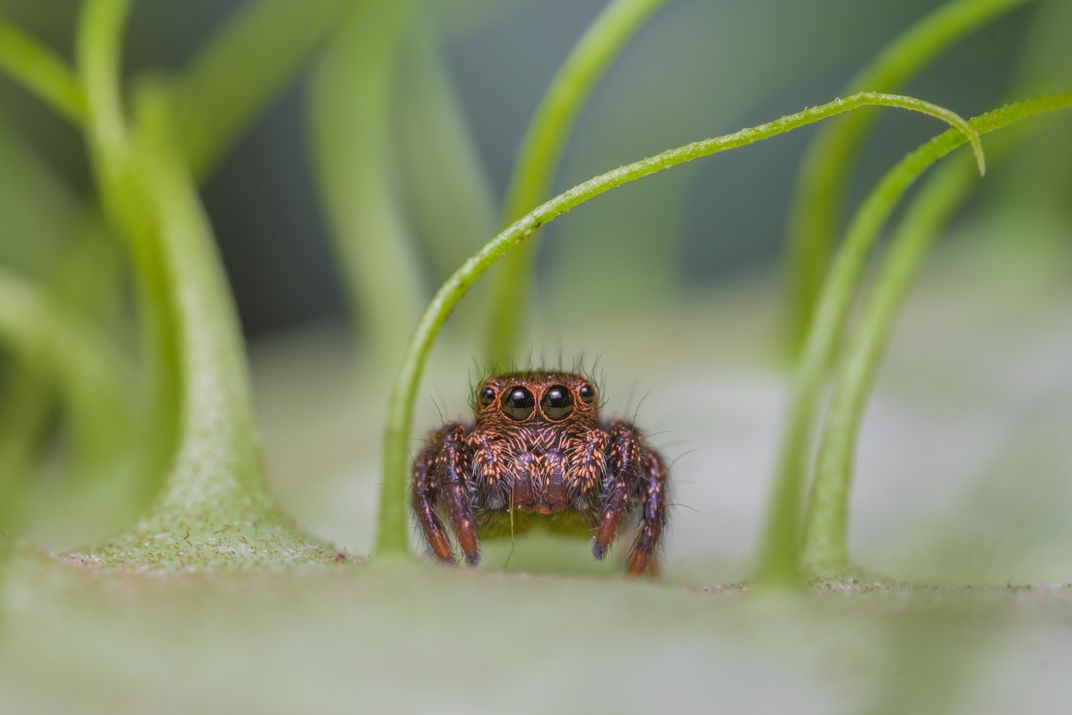 Tiny Spider; Tiny Forest | Smithsonian Photo Contest | Smithsonian Magazine
