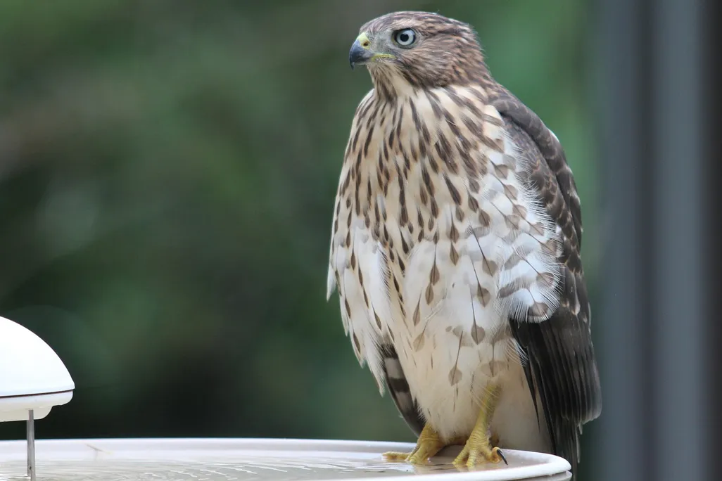 young cooper's hawk