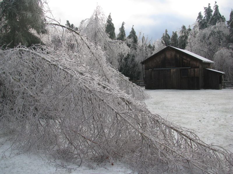 A frozen tree droops to the ground after an ice storm. | Smithsonian ...