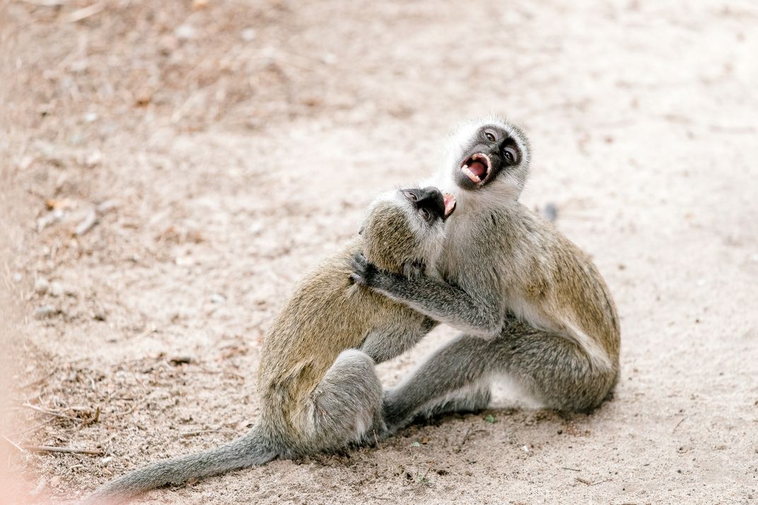 Monkeying around. :) | Smithsonian Photo Contest | Smithsonian Magazine