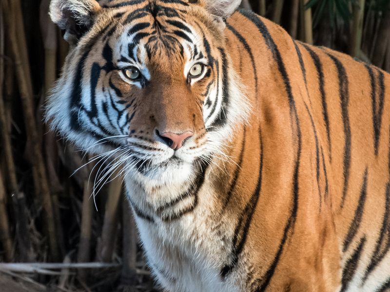 Tiger at Houston Zoo | Smithsonian Photo Contest | Smithsonian Magazine