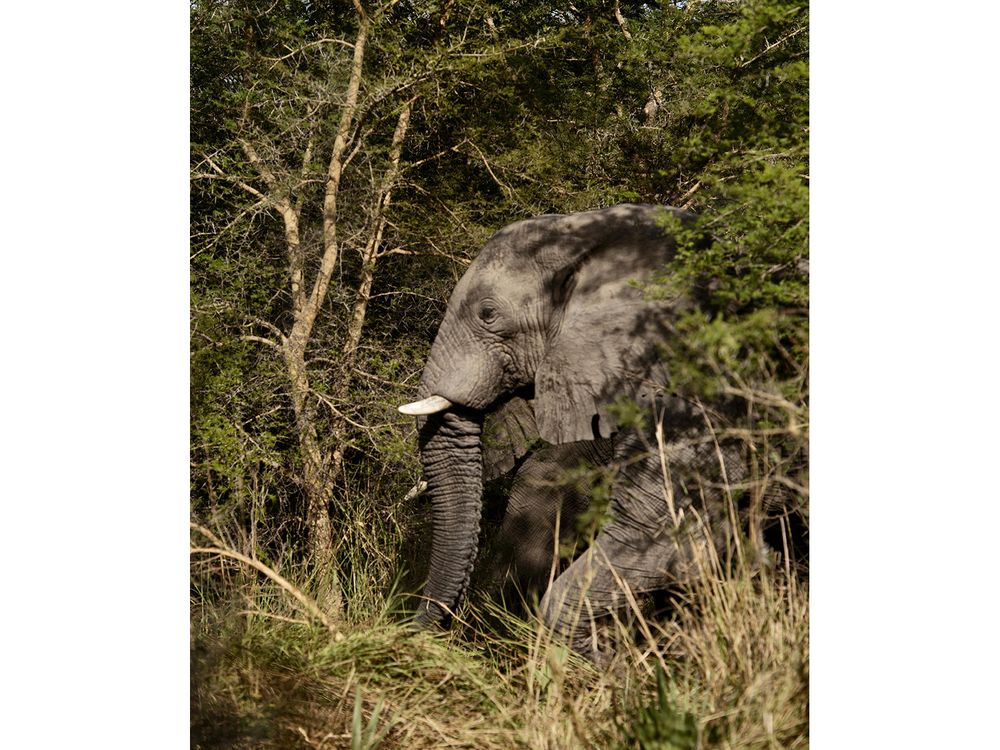 The Race to Stop Africa’s Elephant Poachers