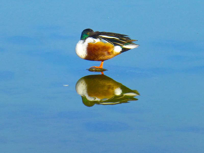 Lone duck | Smithsonian Photo Contest | Smithsonian Magazine