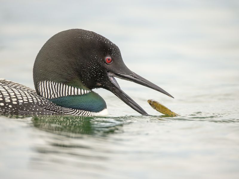 Loon Fishing | Smithsonian Photo Contest | Smithsonian Magazine