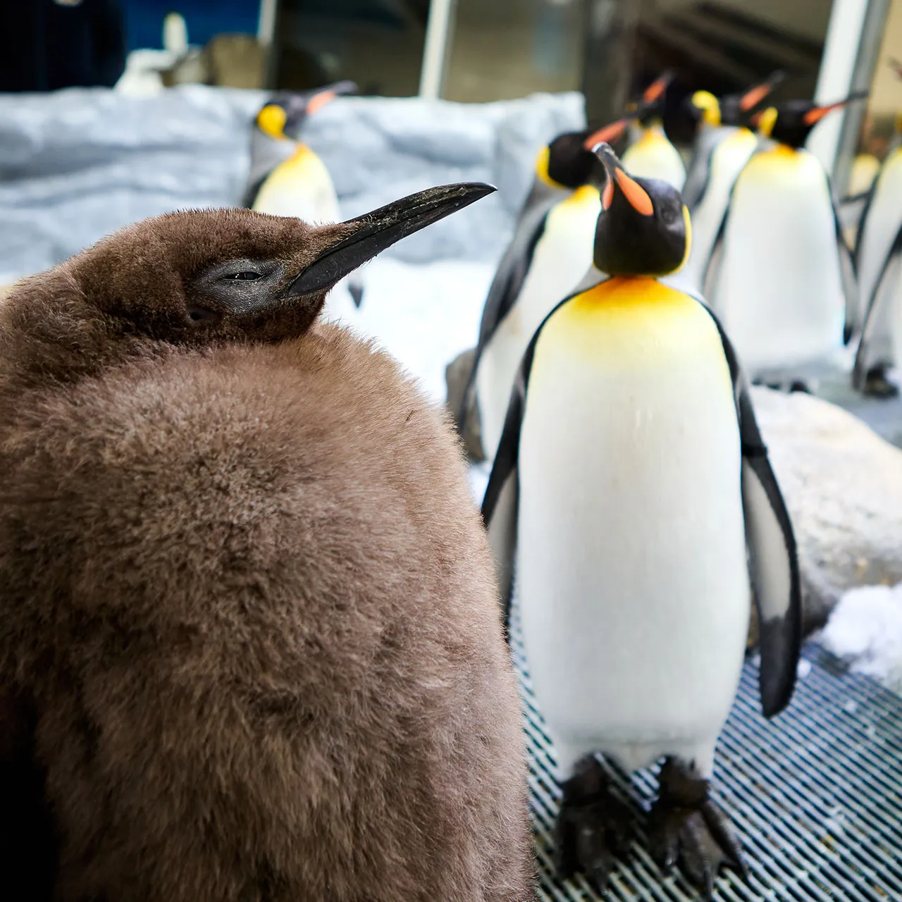 Baby Penguins Kids News: Meet Australia's First Zoo Hatched Penguin