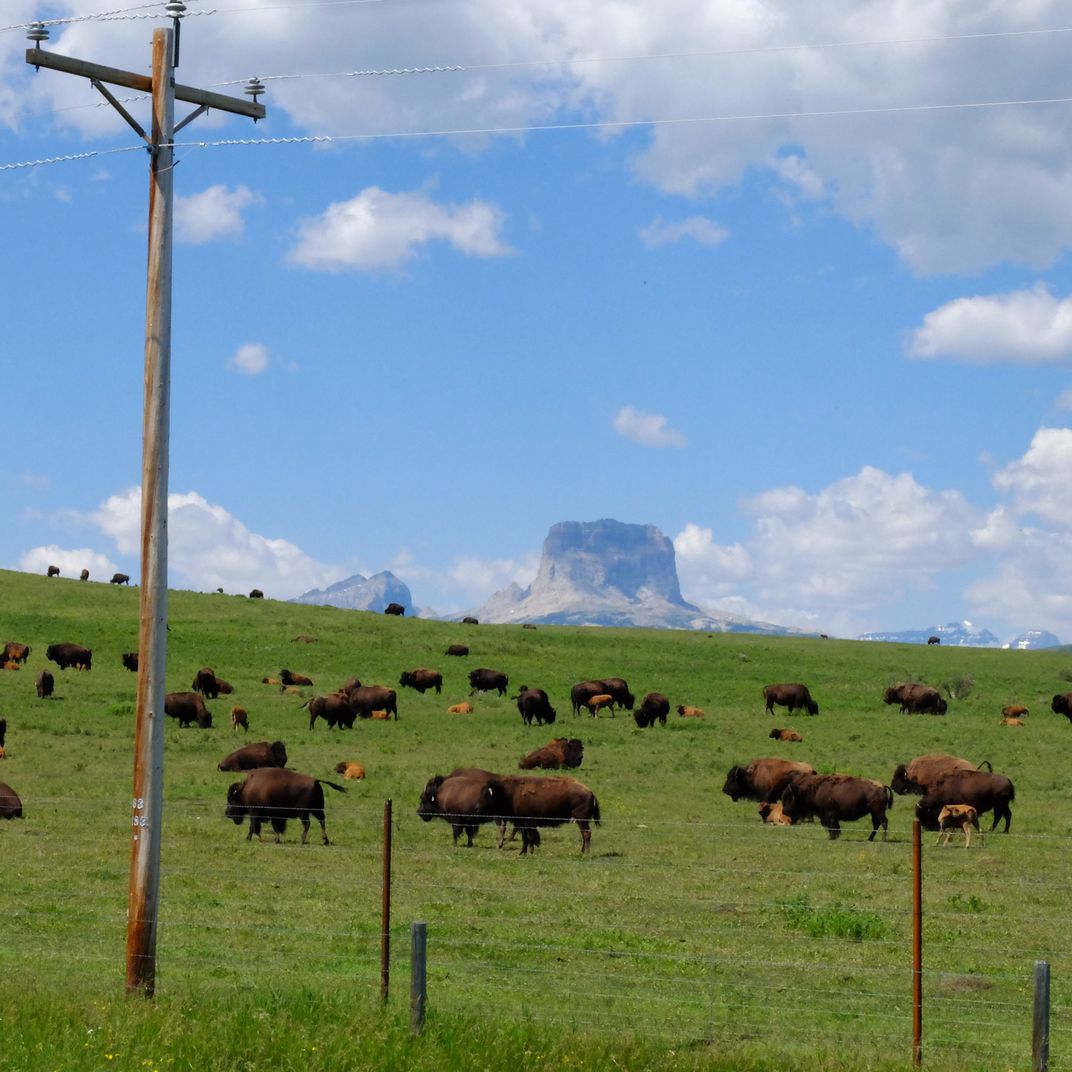 Where the Bison Roam | Smithsonian Photo Contest | Smithsonian Magazine