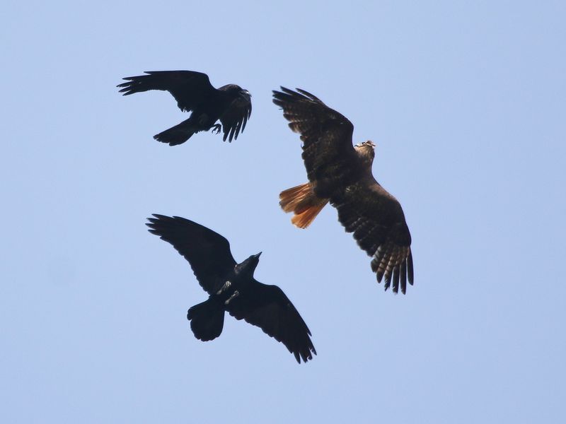 Two ravens harassing a hawk. | Smithsonian Photo Contest | Smithsonian ...
