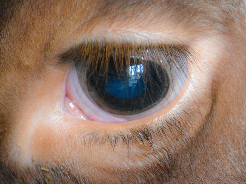 Soulful Cyclops | Smithsonian Photo Contest | Smithsonian Magazine