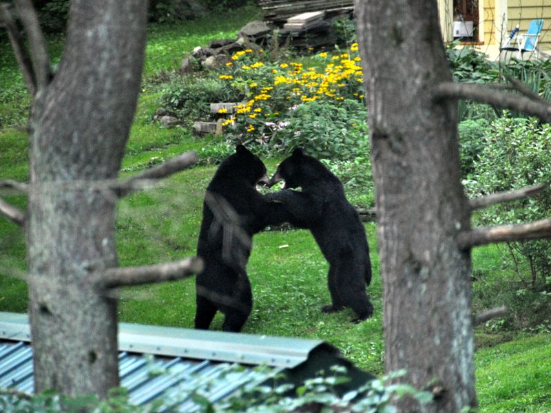 Dancing Bears | Smithsonian Photo Contest | Smithsonian Magazine