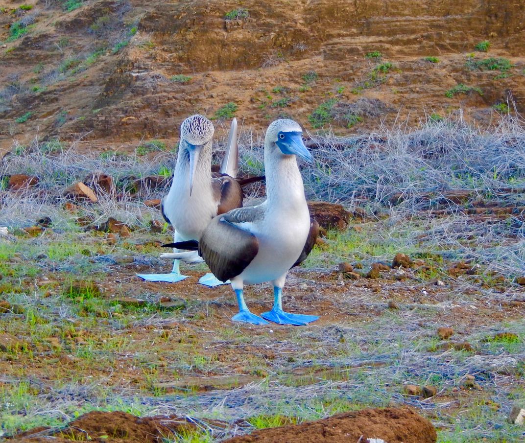 Portrait of a Blue-footed Booby | Smithsonian Photo Contest ...