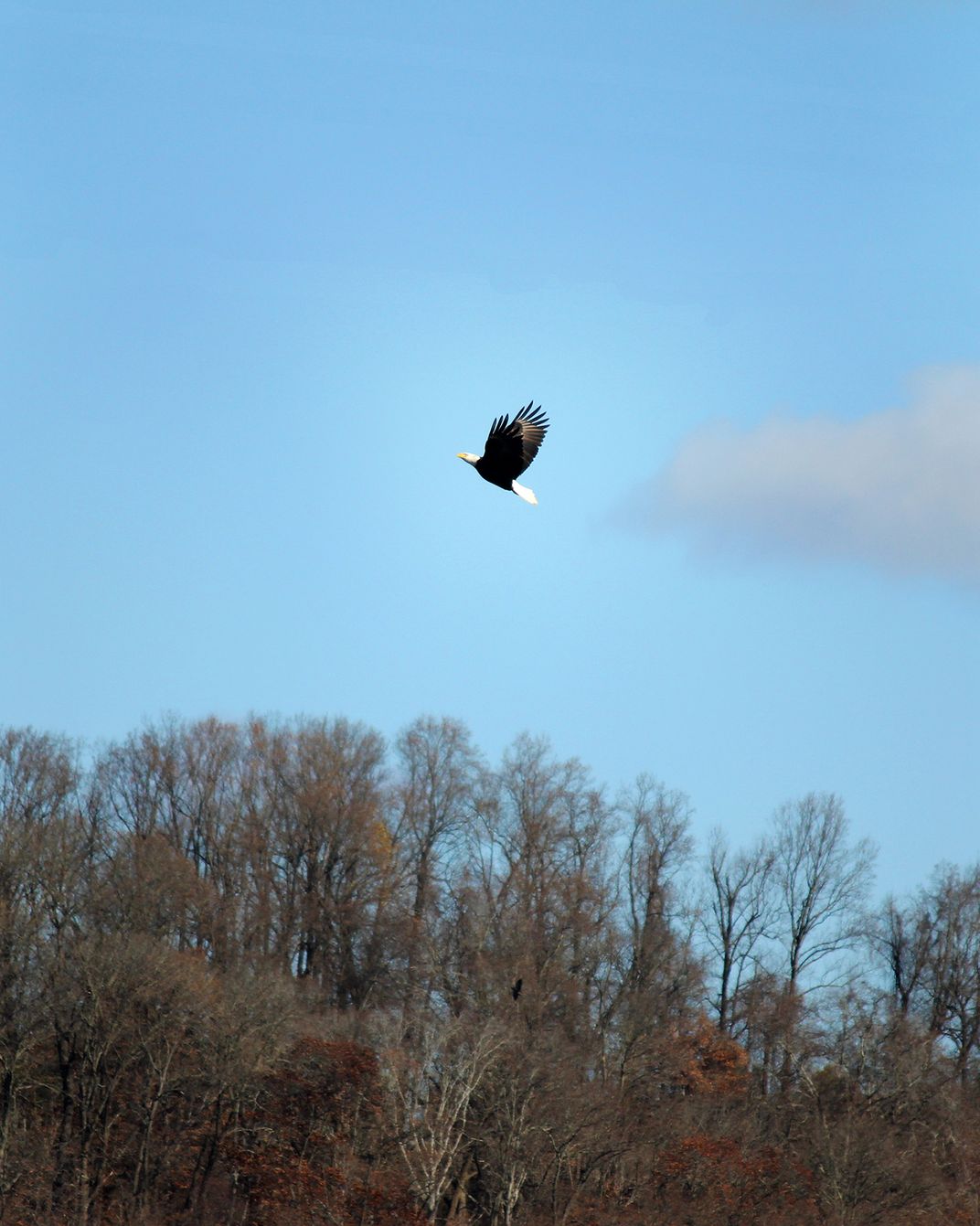 American Bald Eagle over Conowingo Dam | Smithsonian Photo Contest ...