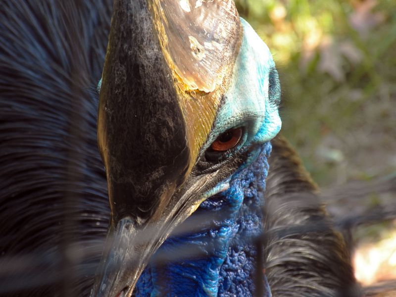 A double-wattled cassowary peers through the wires of its enclosure at ...
